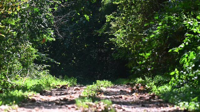 "Jungle Road" Images – Browse 172 Stock Photos, Vectors, and Video ...
