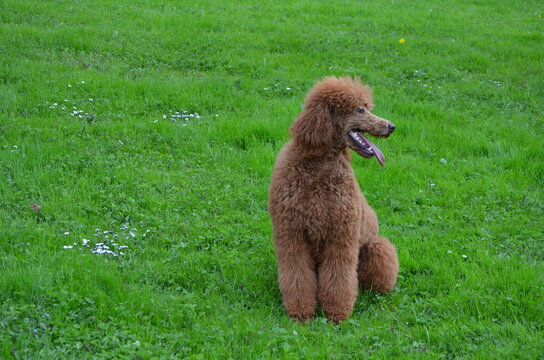 Caniche Royal Caniche Standard | Québec | Les Elfes Royal