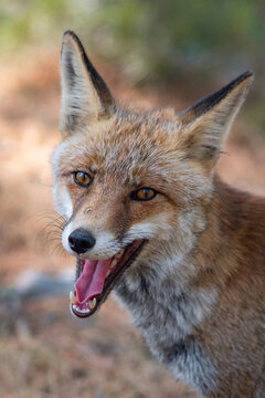 Zorro 이미지 – 찾아보기 3,587 스톡 사진, 벡터 및 비디오 | Adobe Stock