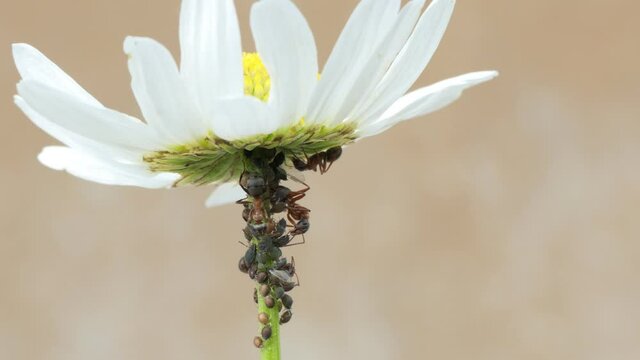 Secretes bilder – Bläddra bland 214 stockfoton, vektorer och videor ...