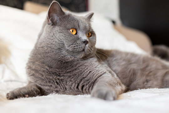 British Blue
