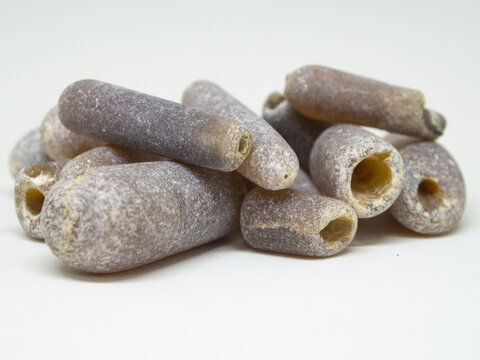 Belemnoidea-Bilder: Stock-Fotos & -Videos. | Adobe Stock