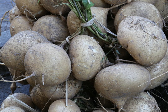 「Singkamas」の写真素材 | 43件の無料イラスト画像 | Adobe Stock