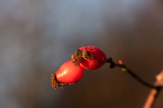 Hege Images – Parcourir 725 le catalogue de photos, vecteurs et vidéos ...