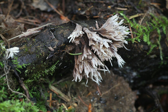 Syn Bilder – Durchsuchen 4,458 Archivfotos, Vektorgrafiken und Videos ...