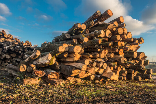 Holzsplitter bilder – Bläddra bland 379 stockfoton, vektorer och videor ...
