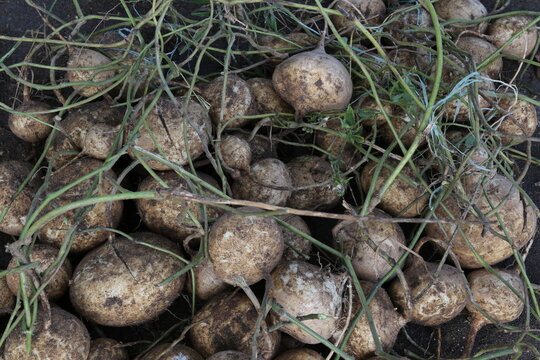 Singkamas Images – Browse 15 Stock Photos, Vectors, and Video | Adobe Stock