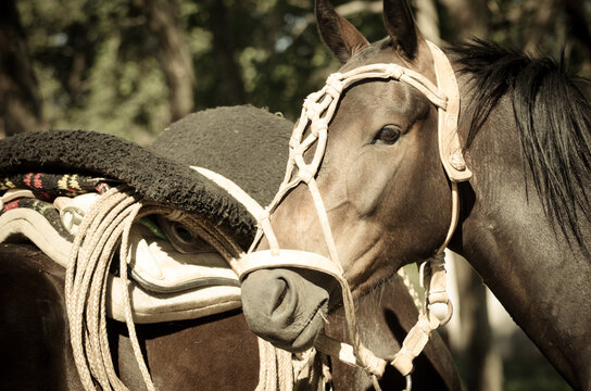 Riendas Bilder – Durchsuchen 560 Archivfotos, Vektorgrafiken und Videos ...