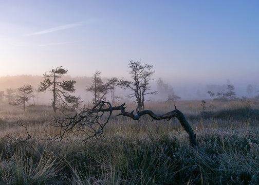 รูปภาพMire – เลือกดูภาพถ่ายสต็อก เวกเตอร์ และวิดีโอ89,172 | Adobe Stock