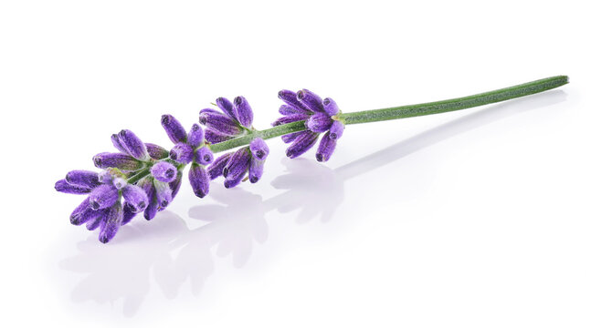 Single Lavender Sprig