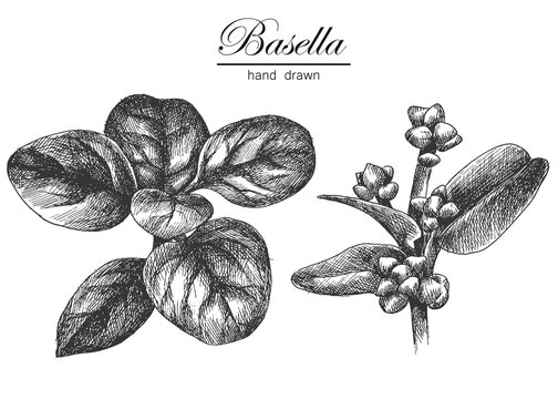 Alugbati Images – Browse 992 Stock Photos, Vectors, and Video | Adobe Stock