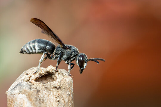 Black Digger Wasp