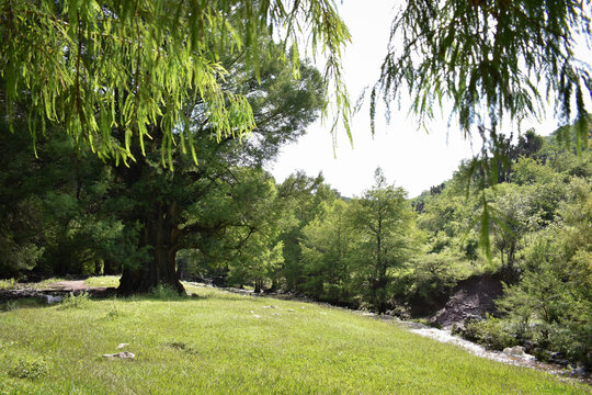 Ahuehuete Bilder – Durchsuchen 239 Archivfotos, Vektorgrafiken und ...