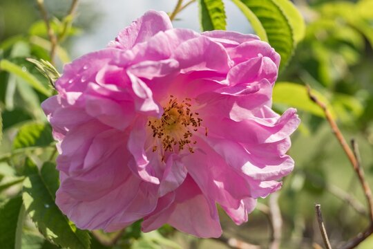 Gulkand Images – Browse 519 Stock Photos, Vectors, and Video | Adobe Stock