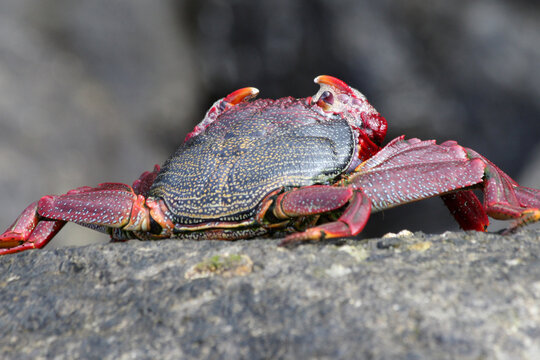 Krebstier bilder – Bläddra bland 2,879 stockfoton, vektorer och videor ...