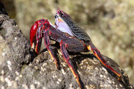 Krebstier bilder – Bläddra bland 2,879 stockfoton, vektorer och videor ...