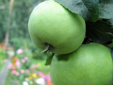 Unripe Apple