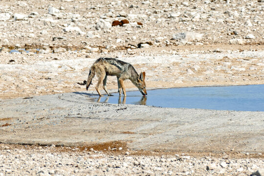 Trinking Bilder – Durchsuchen 96 Archivfotos, Vektorgrafiken und Videos ...