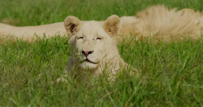 Lionees bilder – Bläddra bland 18 stockfoton, vektorer och videor ...