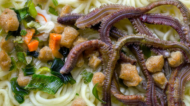 "Sea Worms" Imagens – Procure 1,056 fotos, vetores e vídeos | Adobe Stock