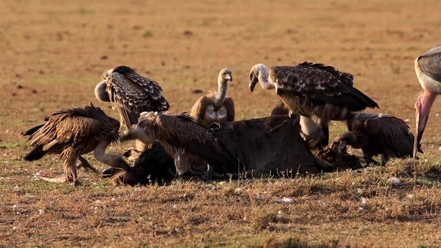 Egyptian Vulture Images – Browse 4,085 Stock Photos, Vectors, and Video ...