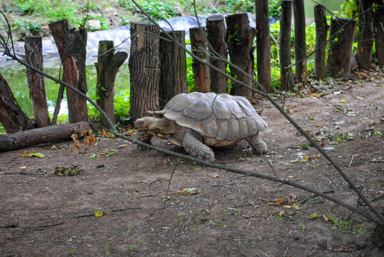 Hurt Zoo Animal Bilder – Durchsuchen 979 Archivfotos, Vektorgrafiken ...
