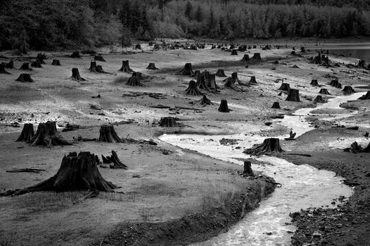 รูปภาพSumpflandschaft – เลือกดูภาพถ่ายสต็อก เวกเตอร์ และวิดีโอ743 ...