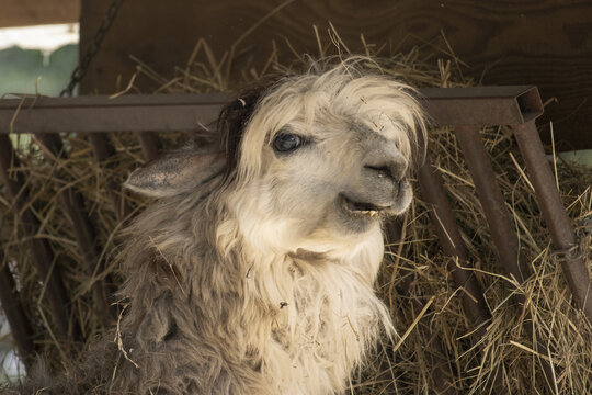 「Apaca」の写真素材 | 33件の無料イラスト画像 | Adobe Stock