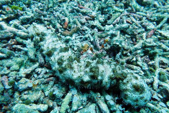 「Graeffei」の画像 - 48 件の Stock 写真、ベクターおよびビデオ | Adobe Stock