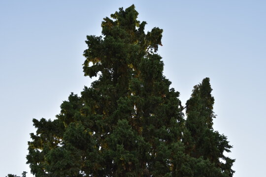 Frondoso Images – Browse 2,672 Stock Photos, Vectors, and Video | Adobe ...