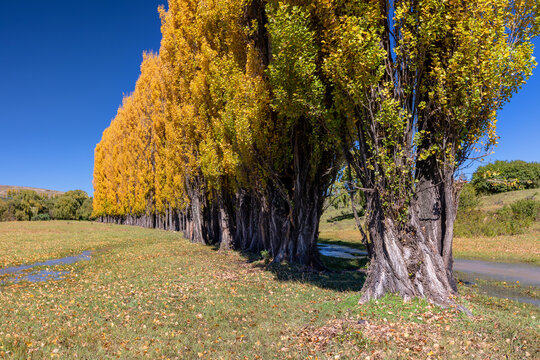 Pappelallee Bilder – Durchsuchen 1,068 Archivfotos, Vektorgrafiken und ...