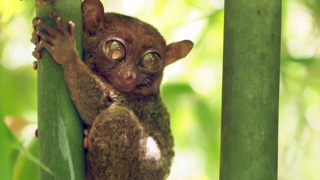 "Philippine Tarsier" Images – Browse 577 Stock Photos, Vectors, and ...