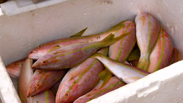 Styrofoam Images – Browse 21,472 Stock Photos, Vectors, and Video ...