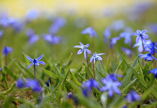 "Alpine Squill" Images – Browse 2,199 Stock Photos, Vectors, and Video ...