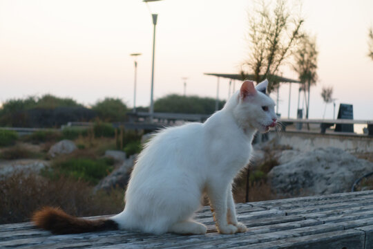 รูปภาพ"Lazy Cat" – เลือกดูภาพถ่ายสต็อก เวกเตอร์ และวิดีโอ1,121 | Adobe ...