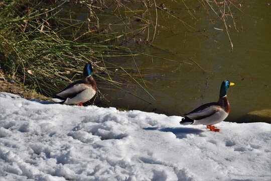Patos Bilder – Durchsuchen 5,763 Archivfotos, Vektorgrafiken und Videos ...