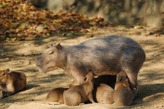 Tayassuidae Bilder – Durchsuchen 2,749 Archivfotos, Vektorgrafiken und ...