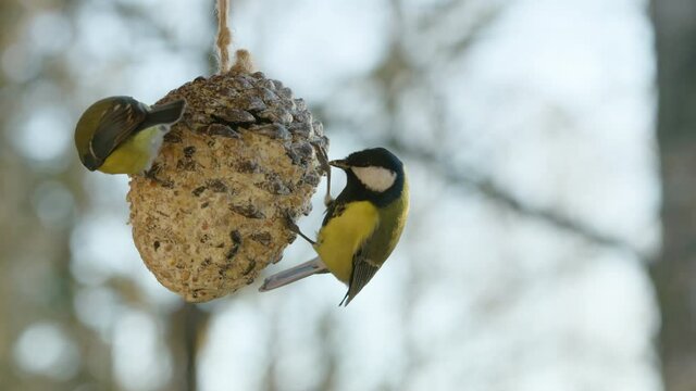Tussling bilder – Bläddra bland 1,616 stockfoton, vektorer och videor ...