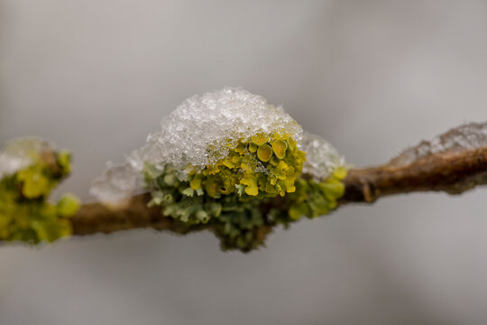 「Xanthoria」の画像 - 1,180 件の Stock 写真、ベクターおよびビデオ | Adobe Stock