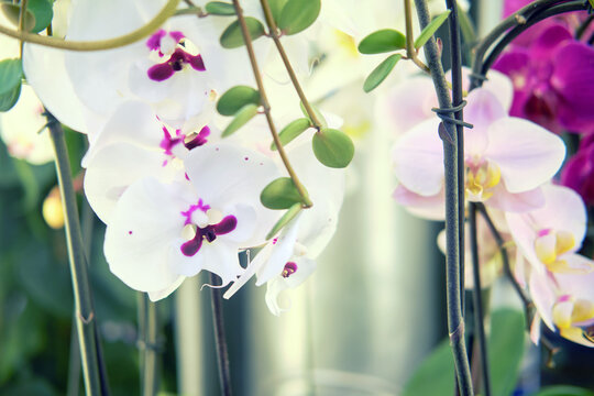 Lithophytic Images – Browse 150 Stock Photos, Vectors, and Video ...