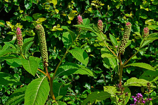 รูปภาพScoke – เลือกดูภาพถ่ายสต็อก เวกเตอร์ และวิดีโอ2,641 | Adobe Stock