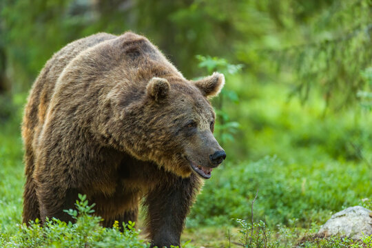 รูปภาพKarelen – เลือกดูภาพถ่ายสต็อก เวกเตอร์ และวิดีโอ122 | Adobe Stock