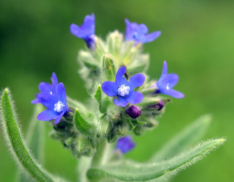 "Italian Bugloss" Bilder – Durchsuchen 1,903 Archivfotos ...