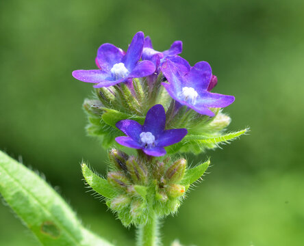 "Italian Bugloss" Bilder – Durchsuchen 1,903 Archivfotos ...