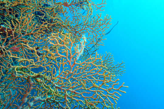 รูปภาพGorgonie – เลือกดูภาพถ่ายสต็อก เวกเตอร์ และวิดีโอ343 | Adobe Stock