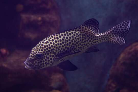 รูปภาพ"Spot Fish" – เลือกดูภาพถ่ายสต็อก เวกเตอร์ และวิดีโอ541 | Adobe Stock