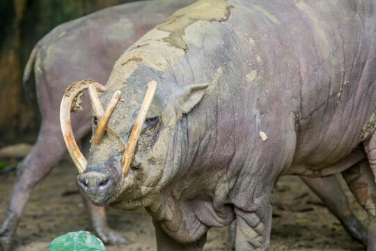 Deer-Pig Images – Browse 53 Stock Photos, Vectors, and Video | Adobe Stock