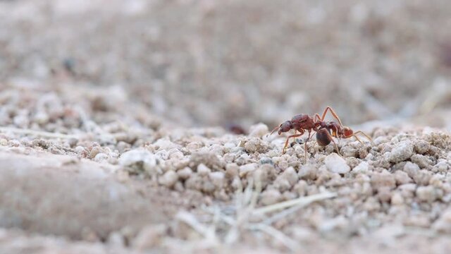 Dealate bilder – Bläddra bland 25 stockfoton, vektorer och videor ...