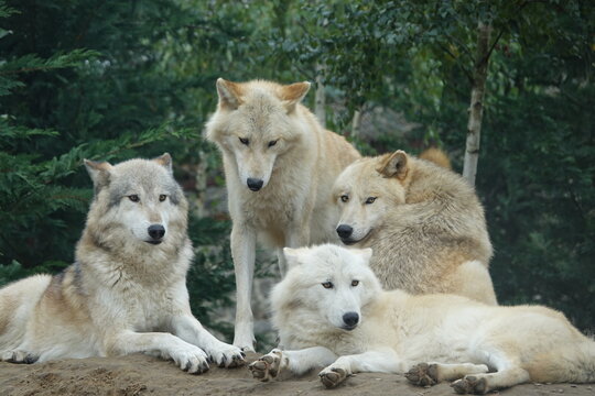 รูปภาพCarnassiers – เลือกดูภาพถ่ายสต็อก เวกเตอร์ และวิดีโอ8,408 | Adobe ...