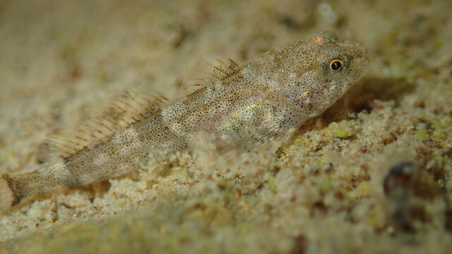 Cottus Bilder – Durchsuchen 183 Archivfotos, Vektorgrafiken und Videos ...